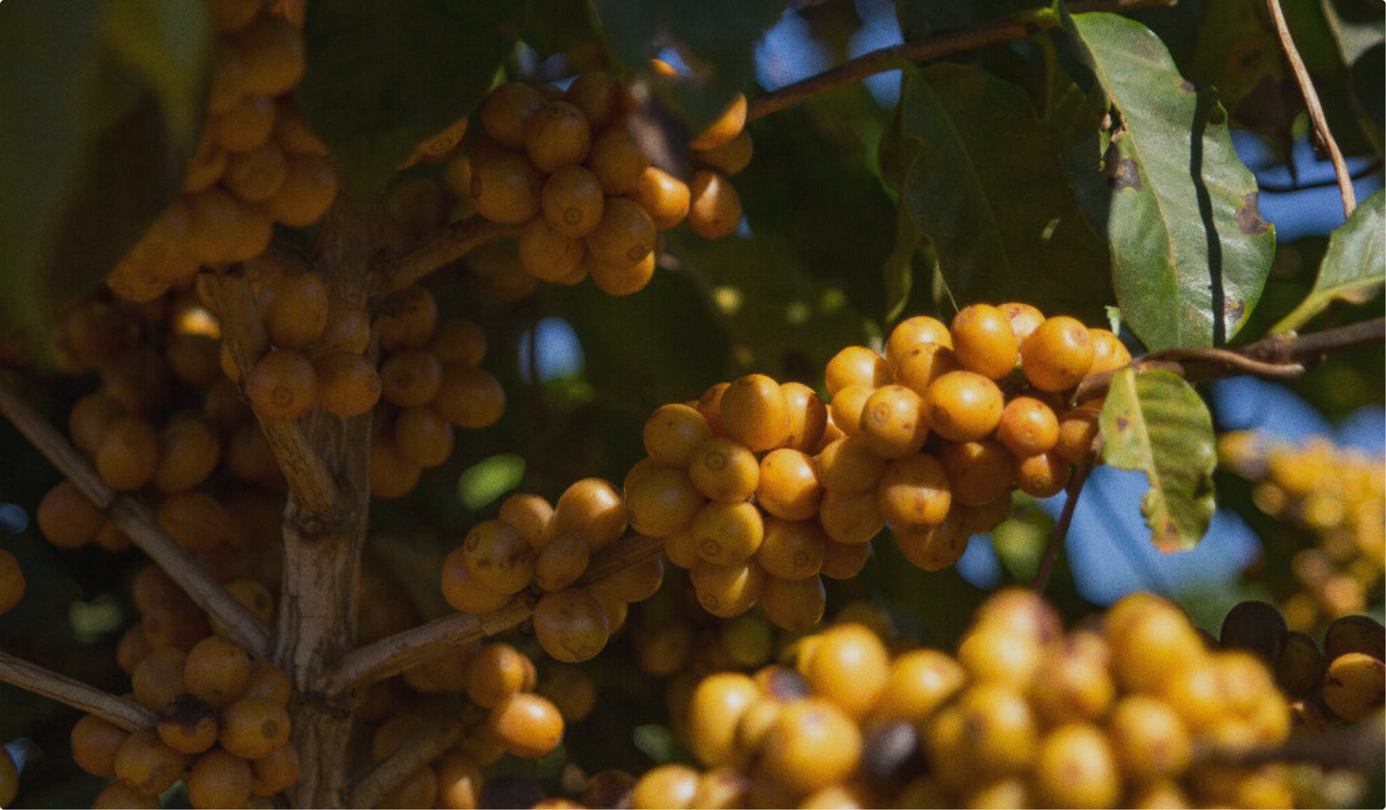 The Barbosa Family – Escape Coffee Company